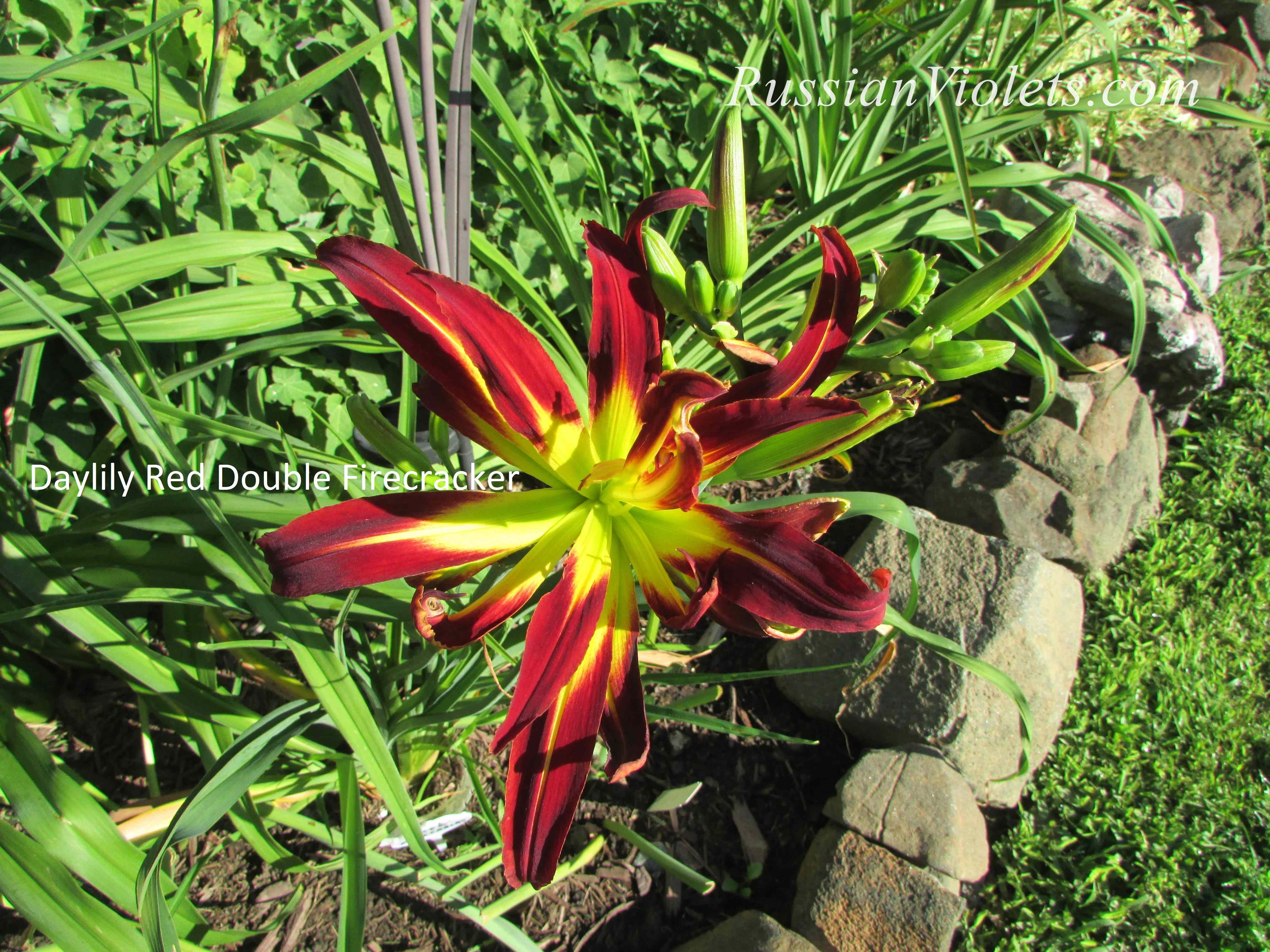 daylily