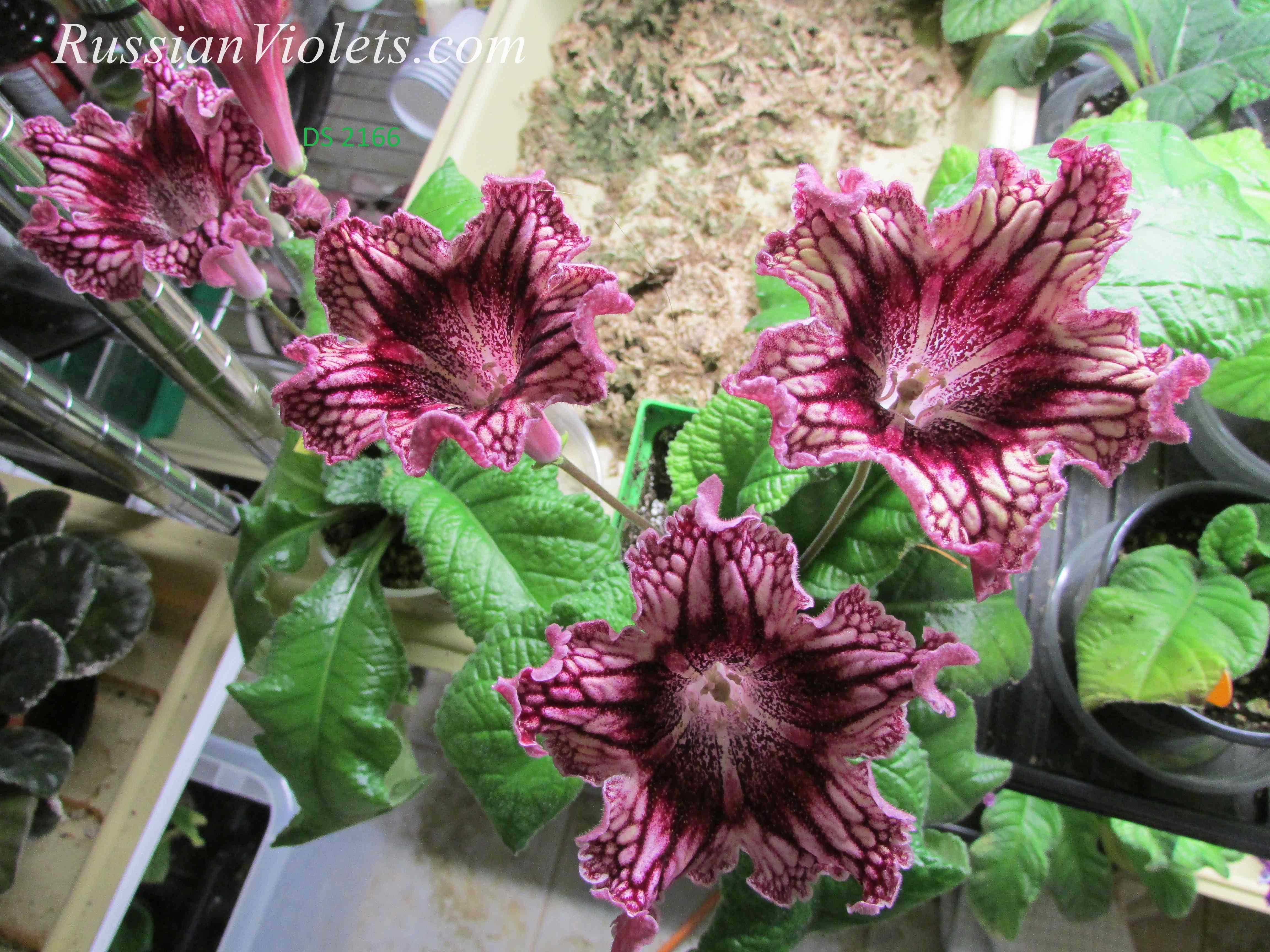 Streptocarpus
