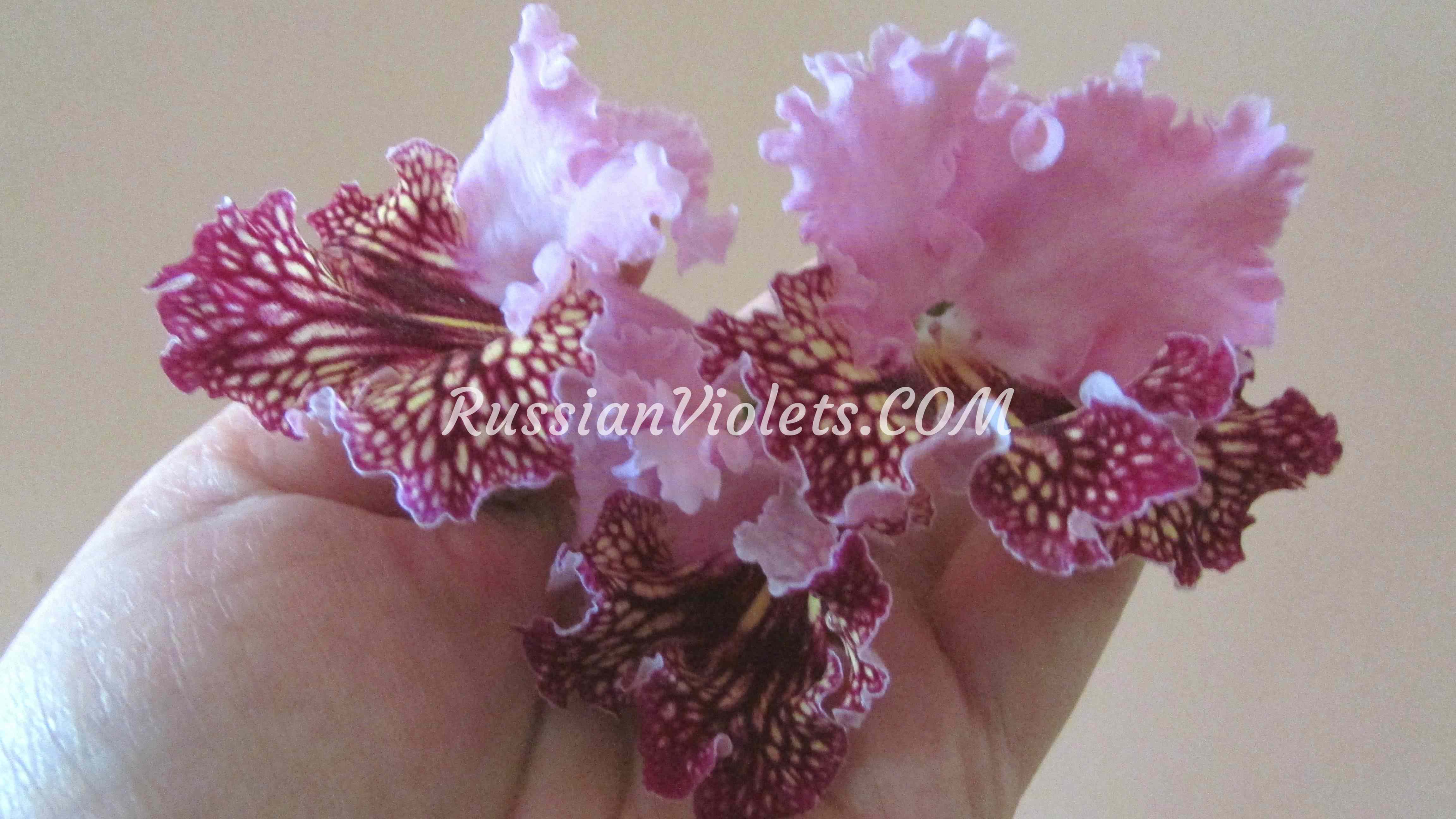 Streptocarpus