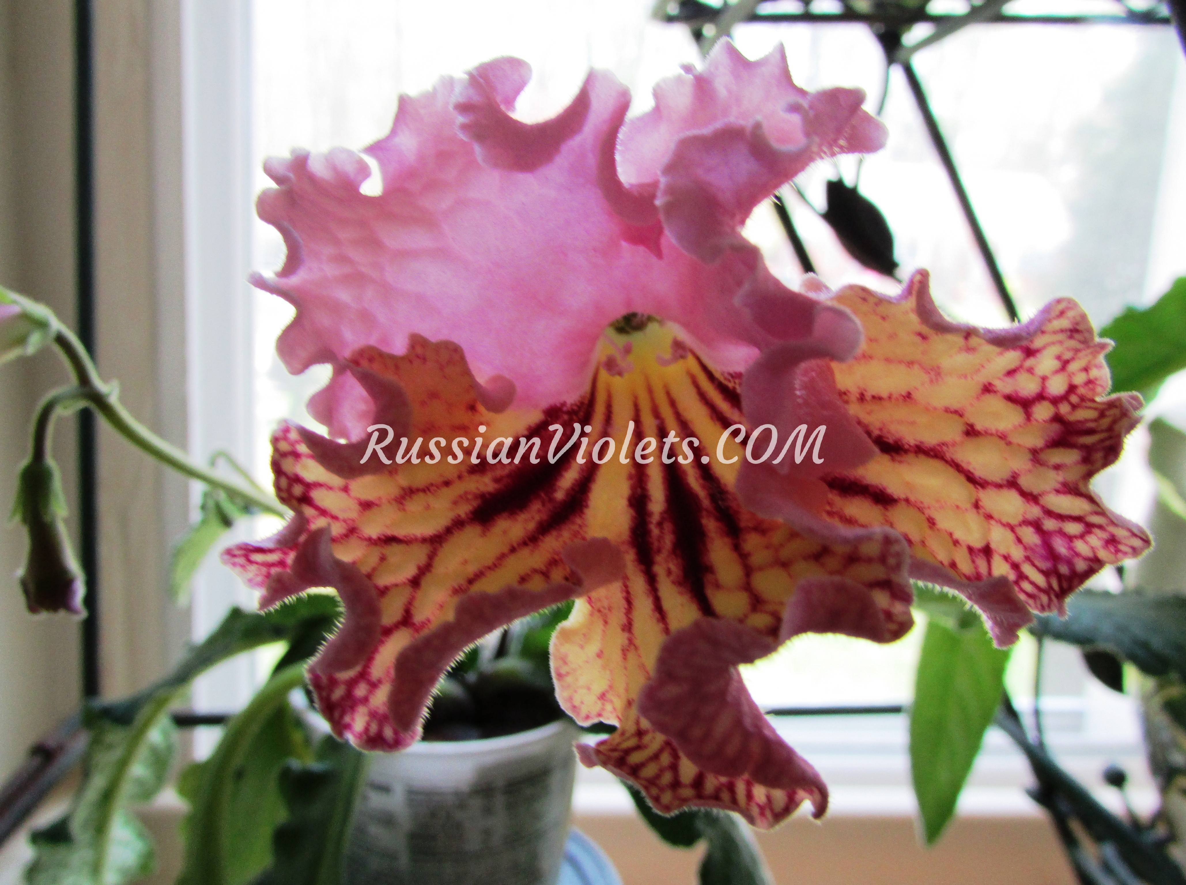 Streptocarpus