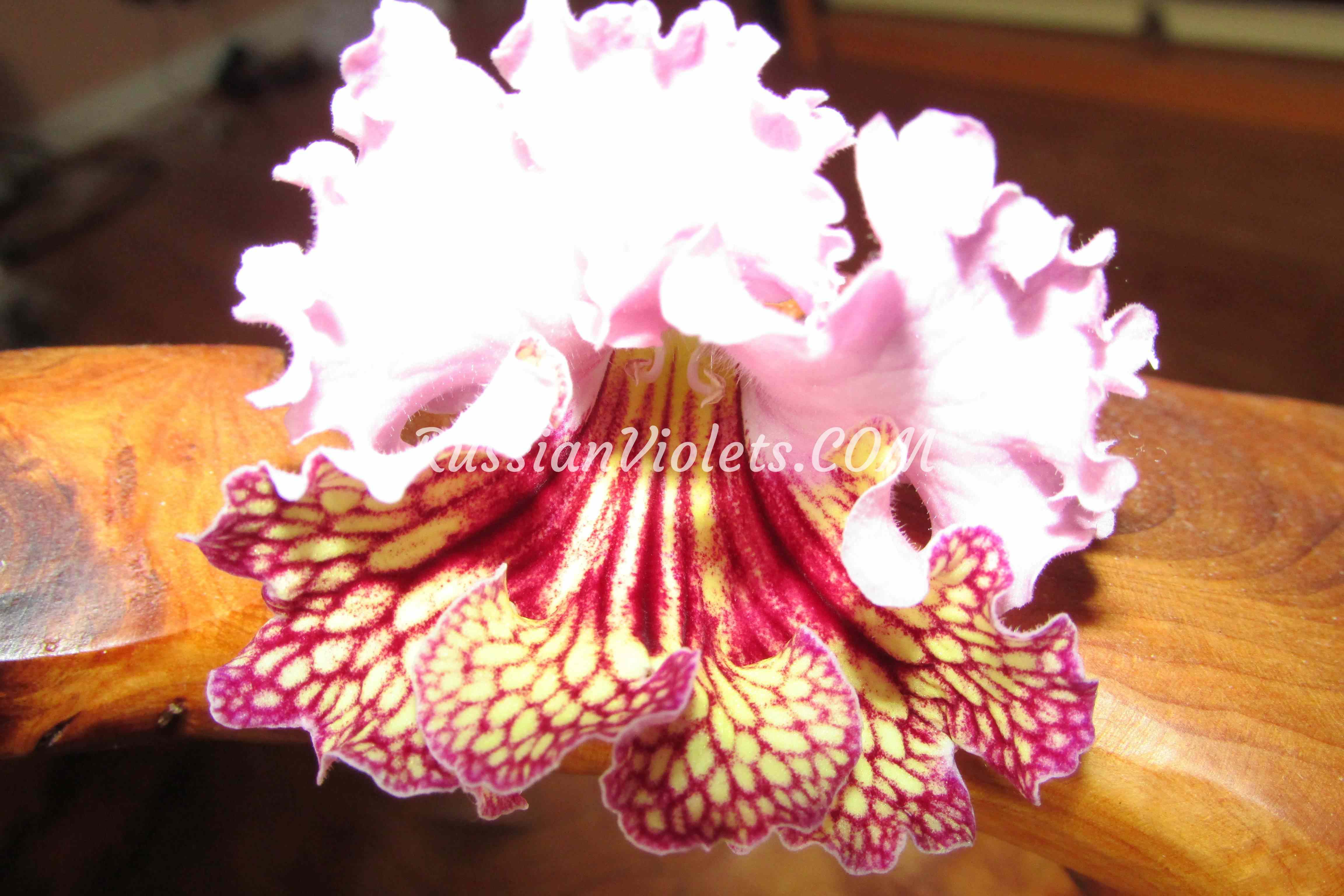 Streptocarpus