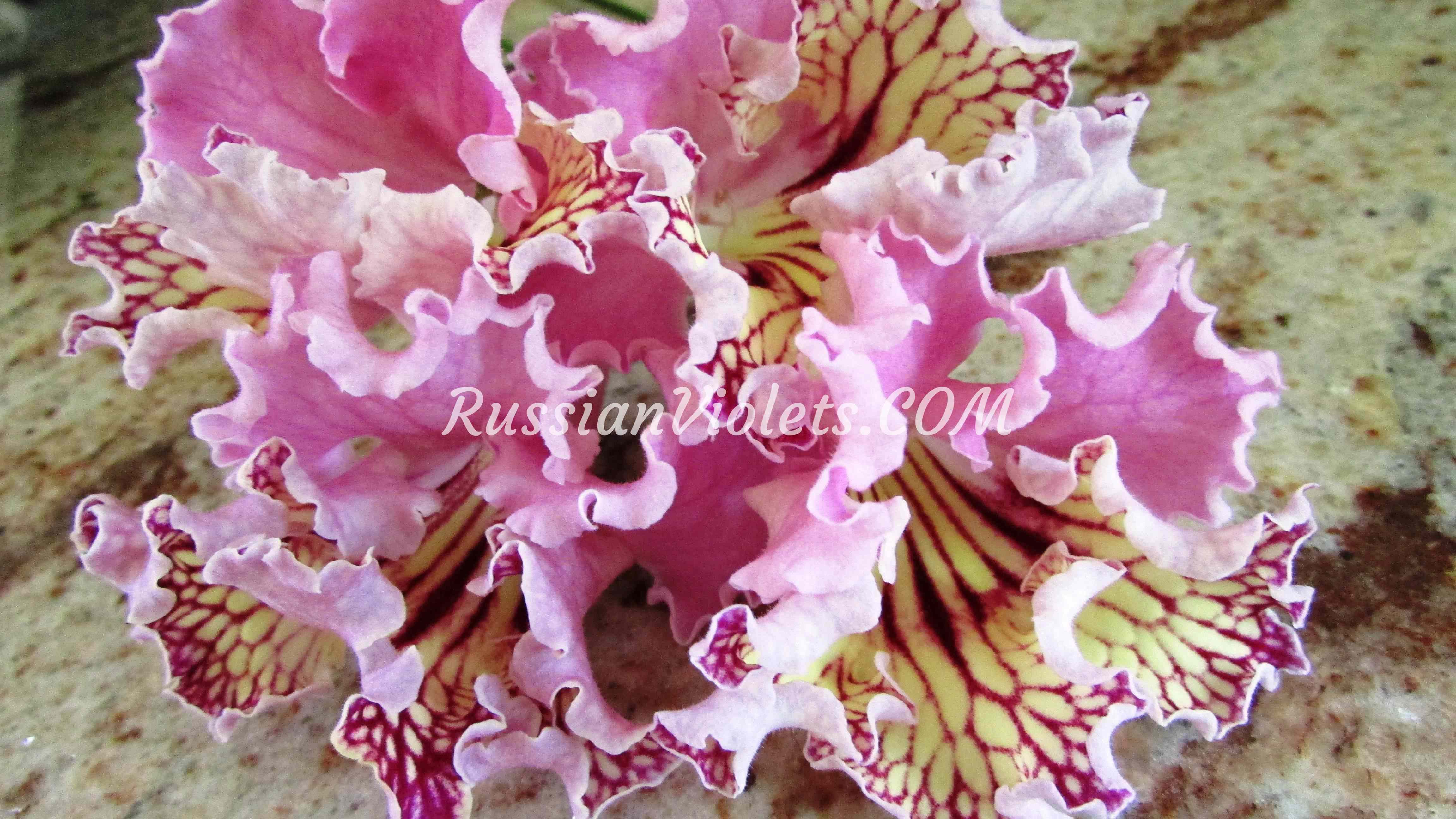 Streptocarpus
