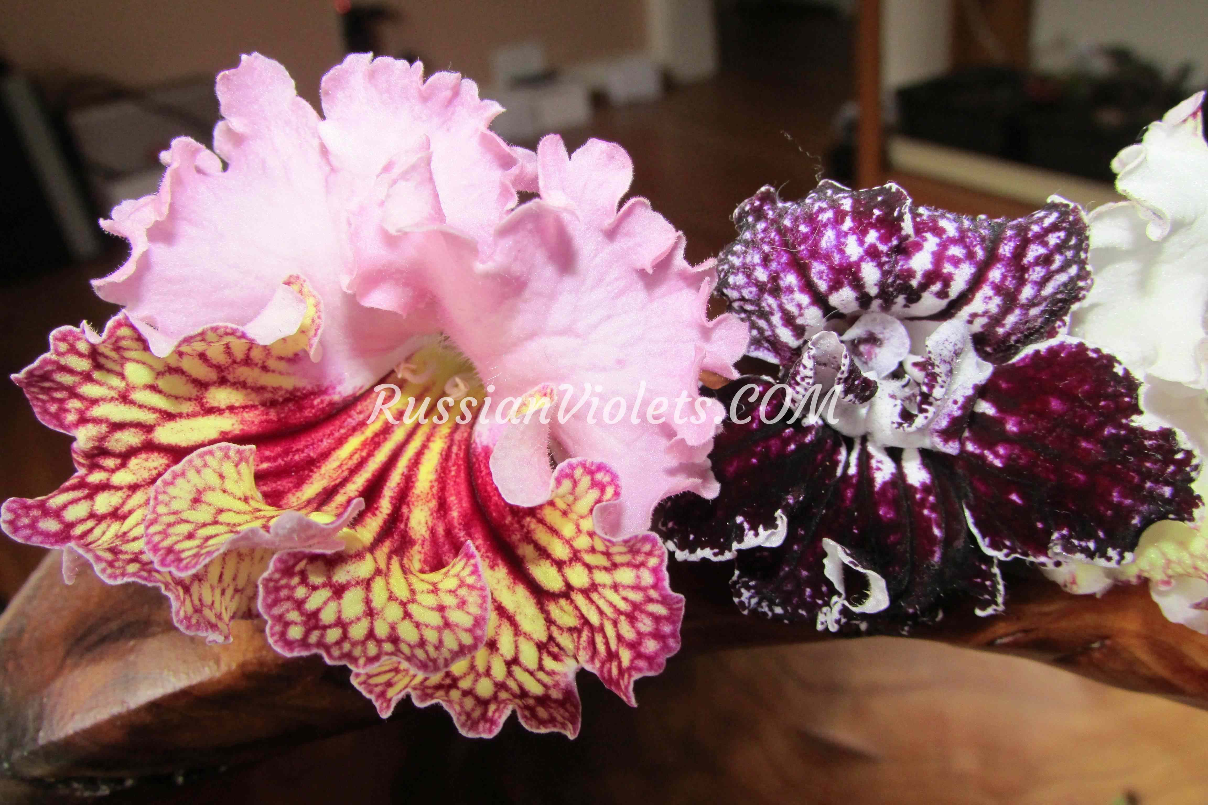 Streptocarpus