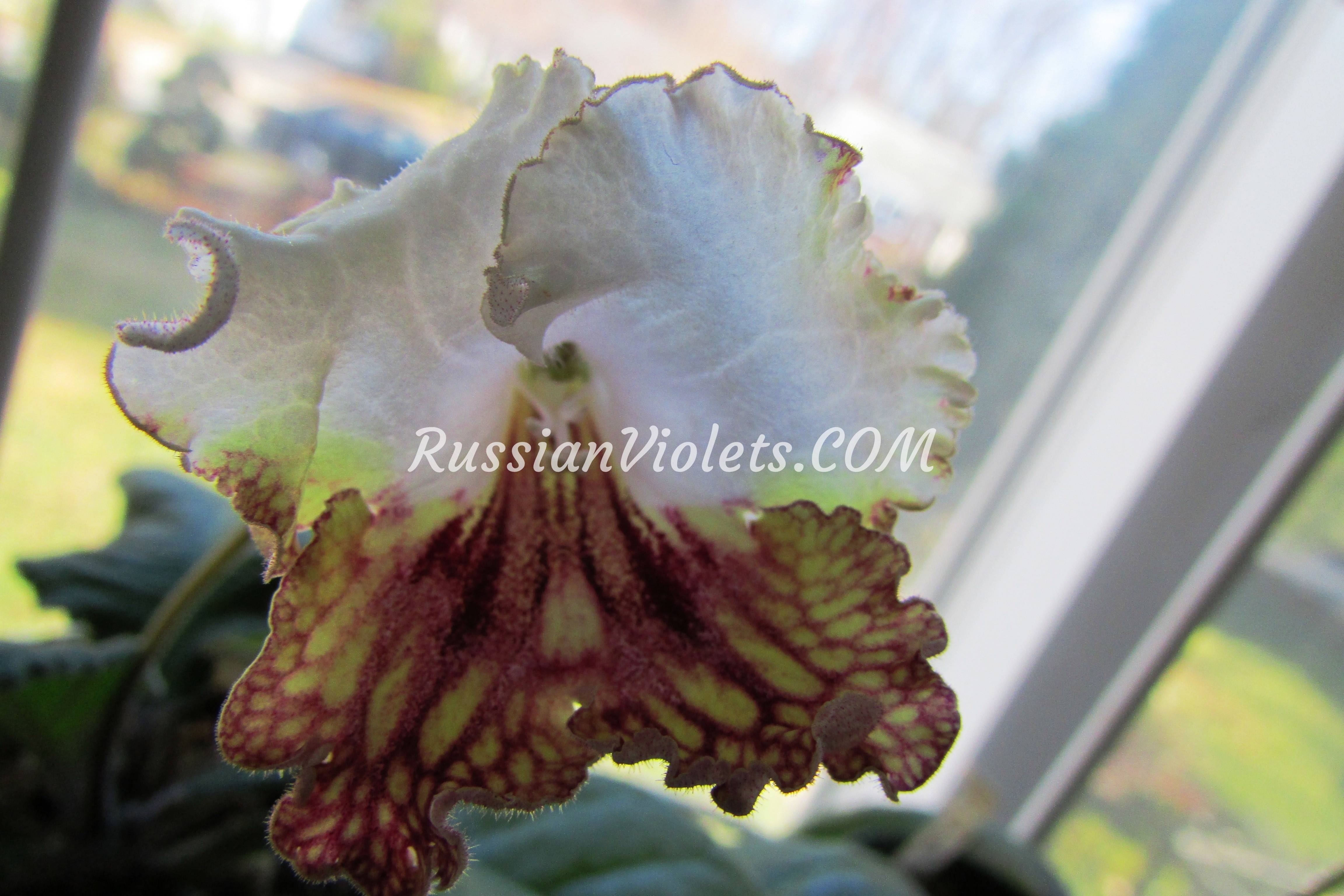 Streptocarpus