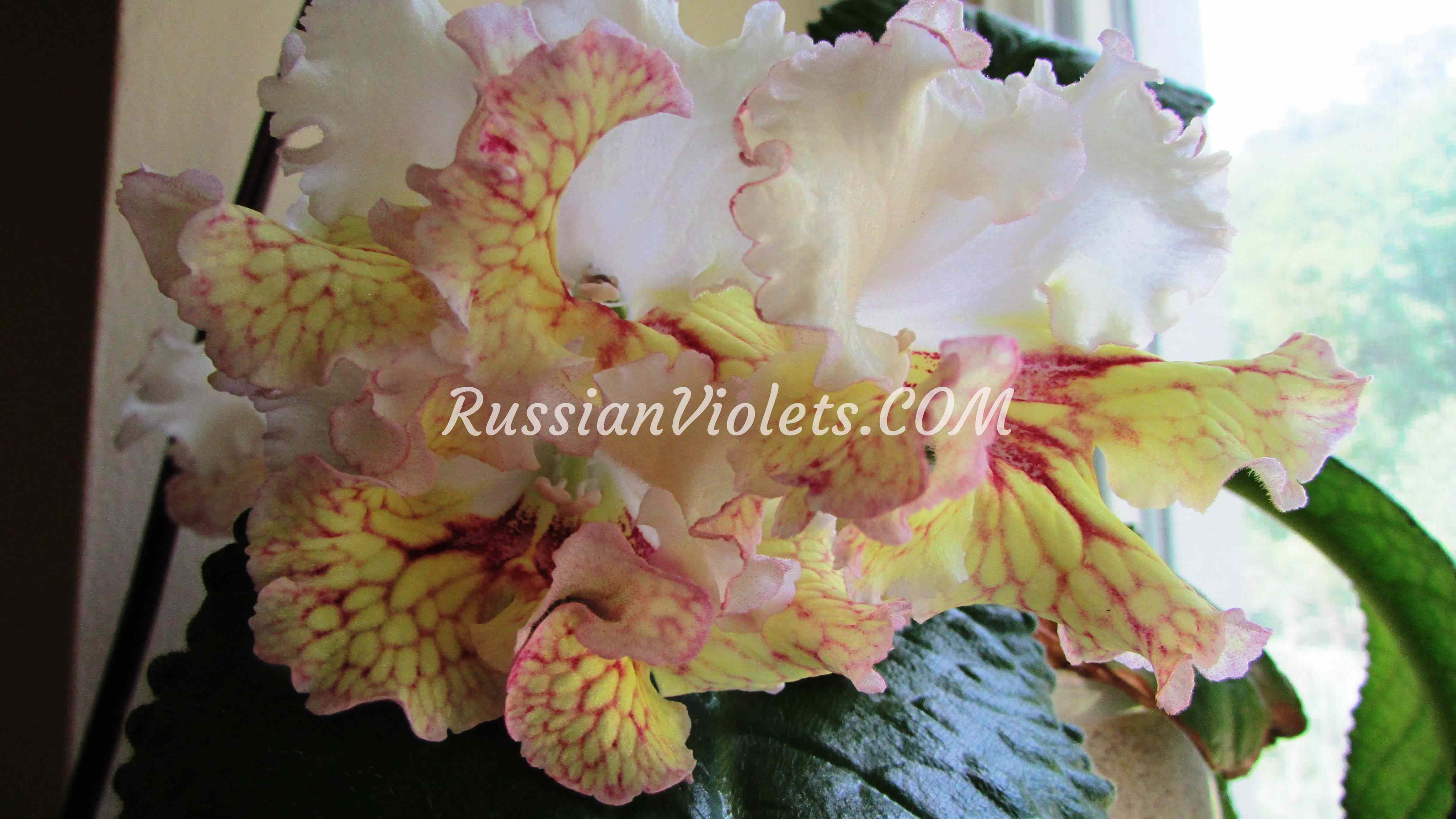 Streptocarpus
