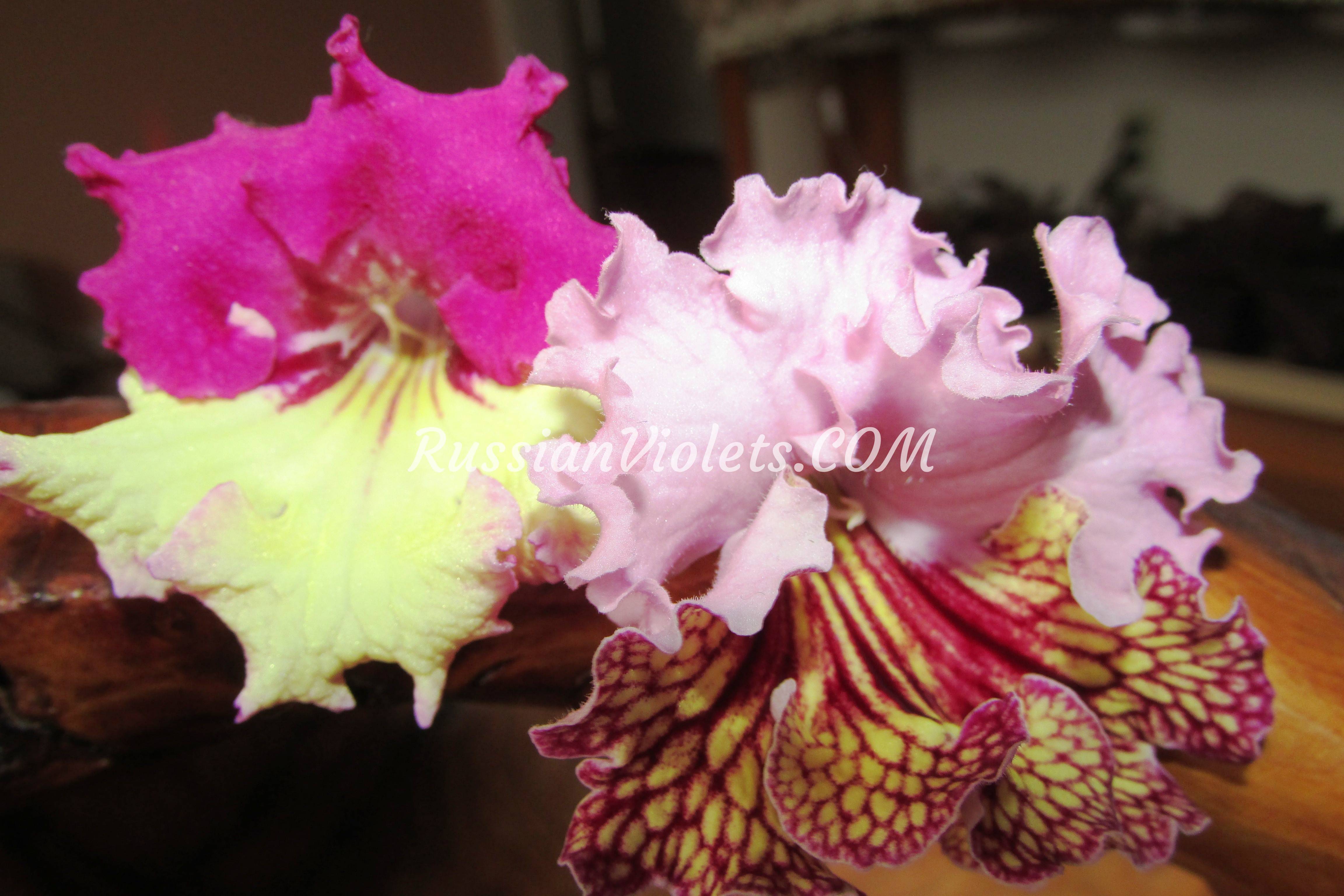 Streptocarpus