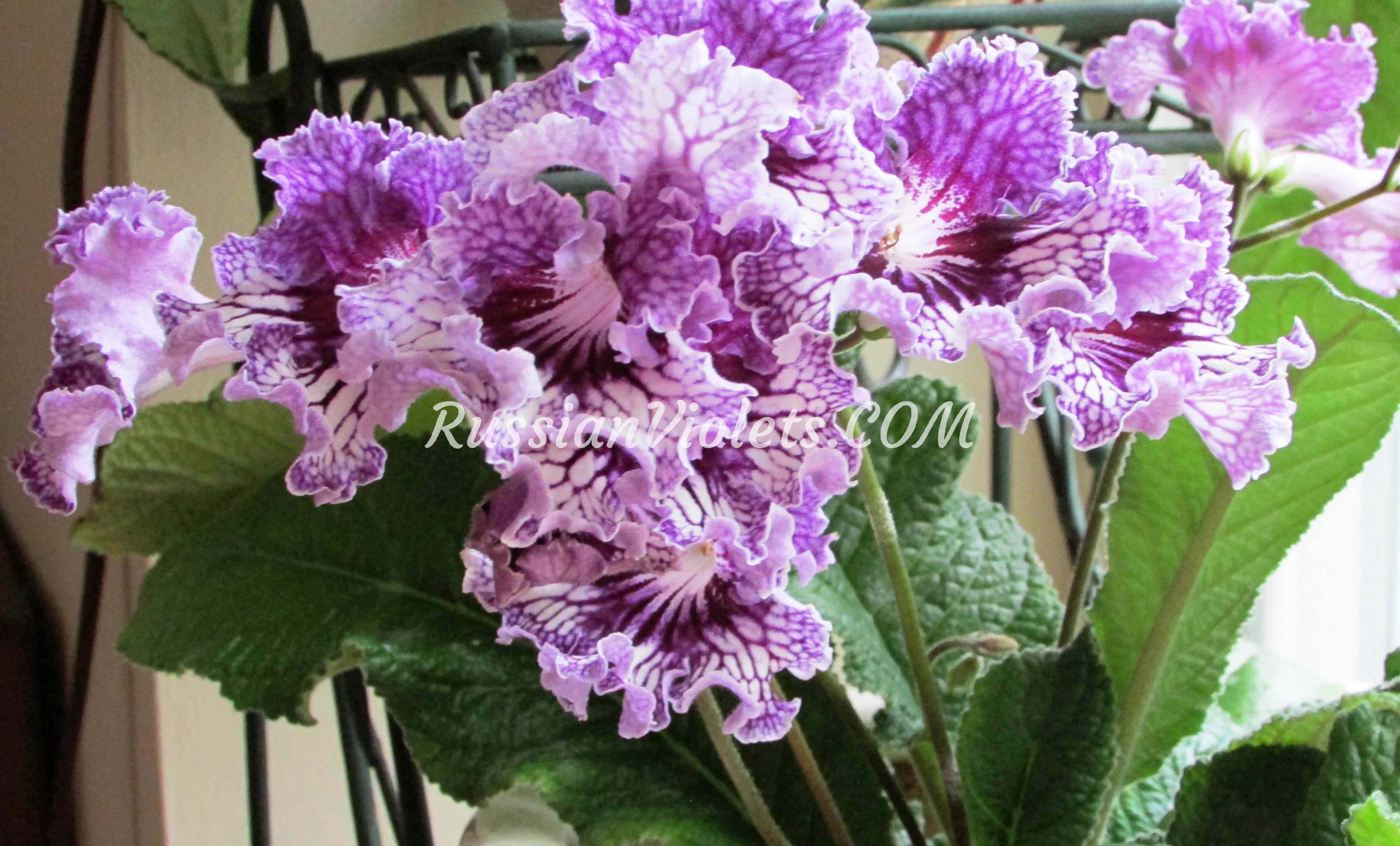Streptocarpus