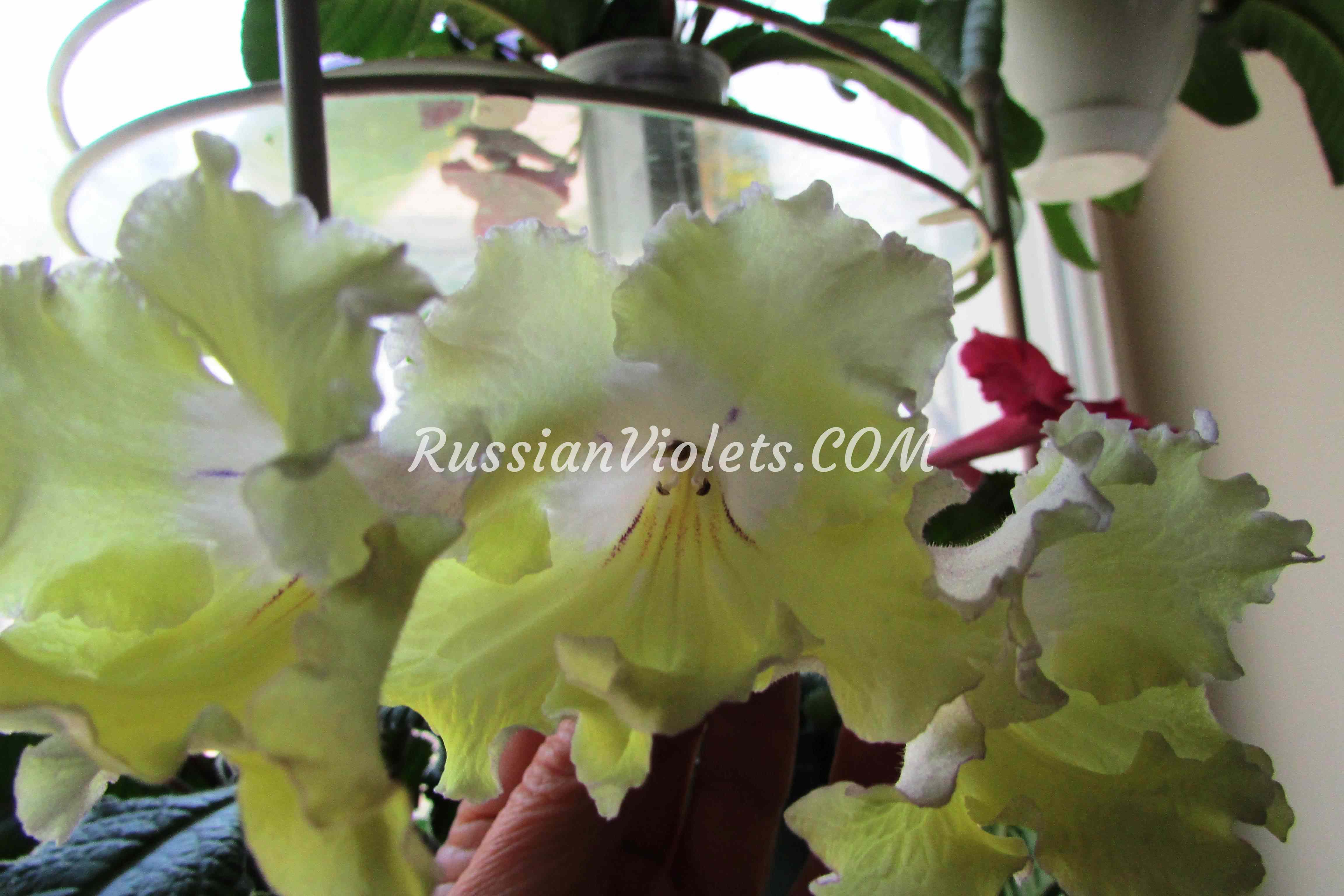 Streptocarpus